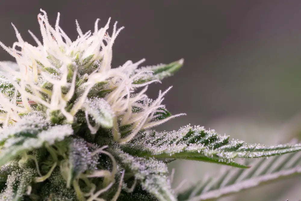 THC vs THCa: Key Differences, Effects & Legal Status Guide – The DART ...